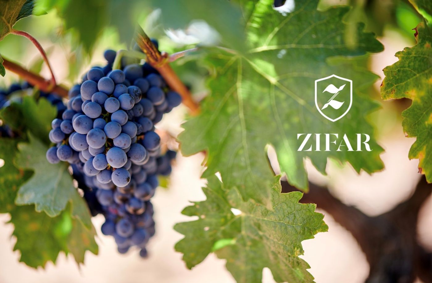 II CONCURSO DE PINTURA - BODEGAS ZIFAR